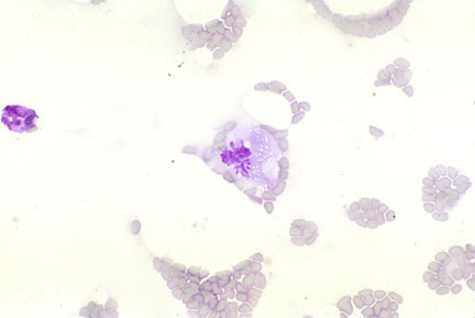 PSCO Case of the Month Sept 2002